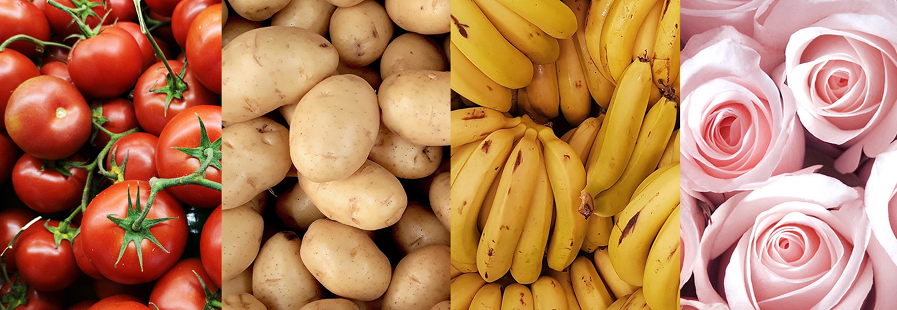 Plant Diagnostics - Biolinkk